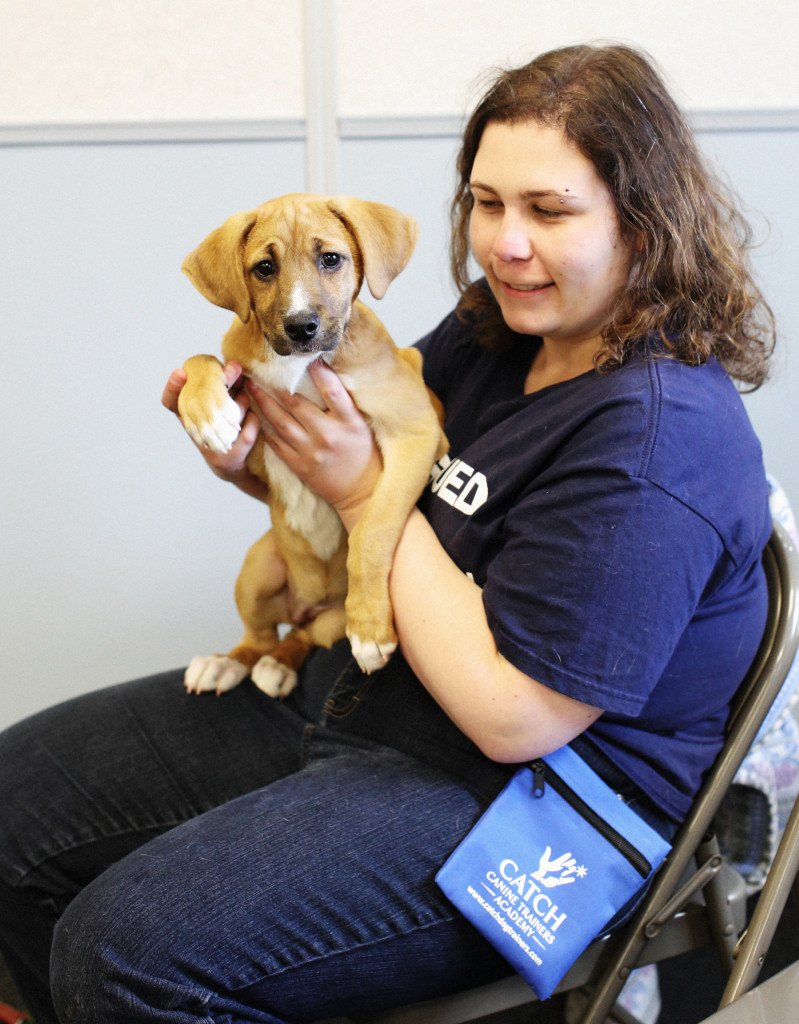 Courses and Tuition - CATCH Canine Trainers AcademyCATCH Canine ...
