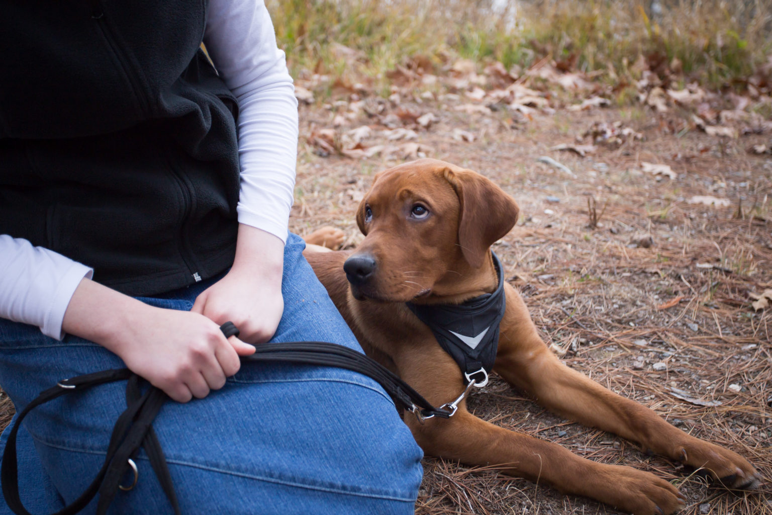 Grace - CATCH Canine Trainers AcademyCATCH Canine Trainers Academy