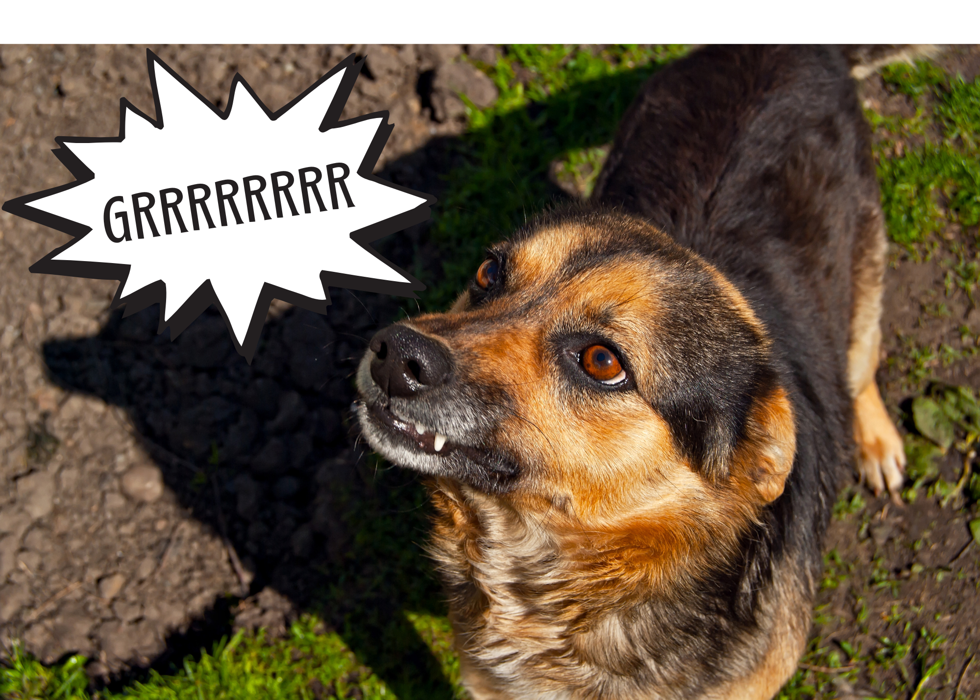 CATCH On! Blog - CATCH Canine Trainers AcademyCATCH Canine Trainers ...