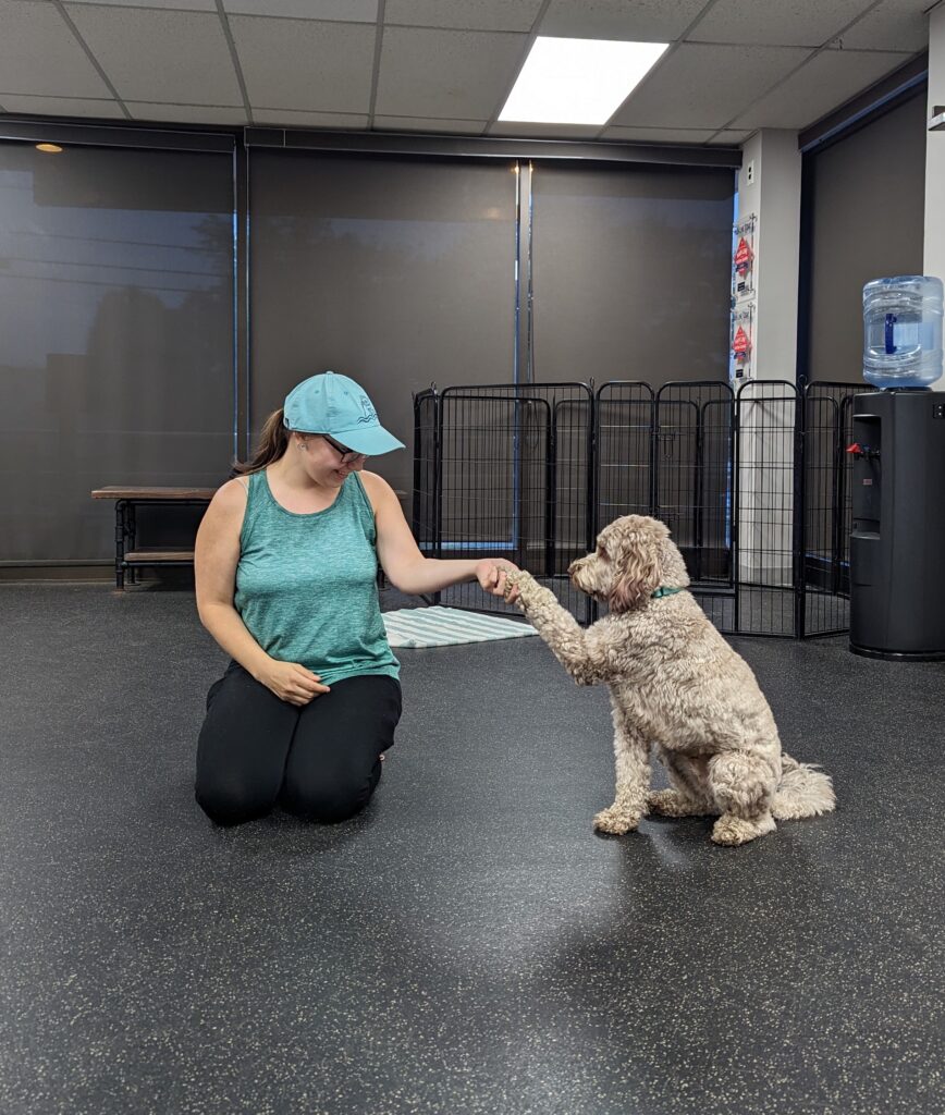 Amanda F. - CATCH Canine Trainers AcademyCATCH Canine Trainers Academy